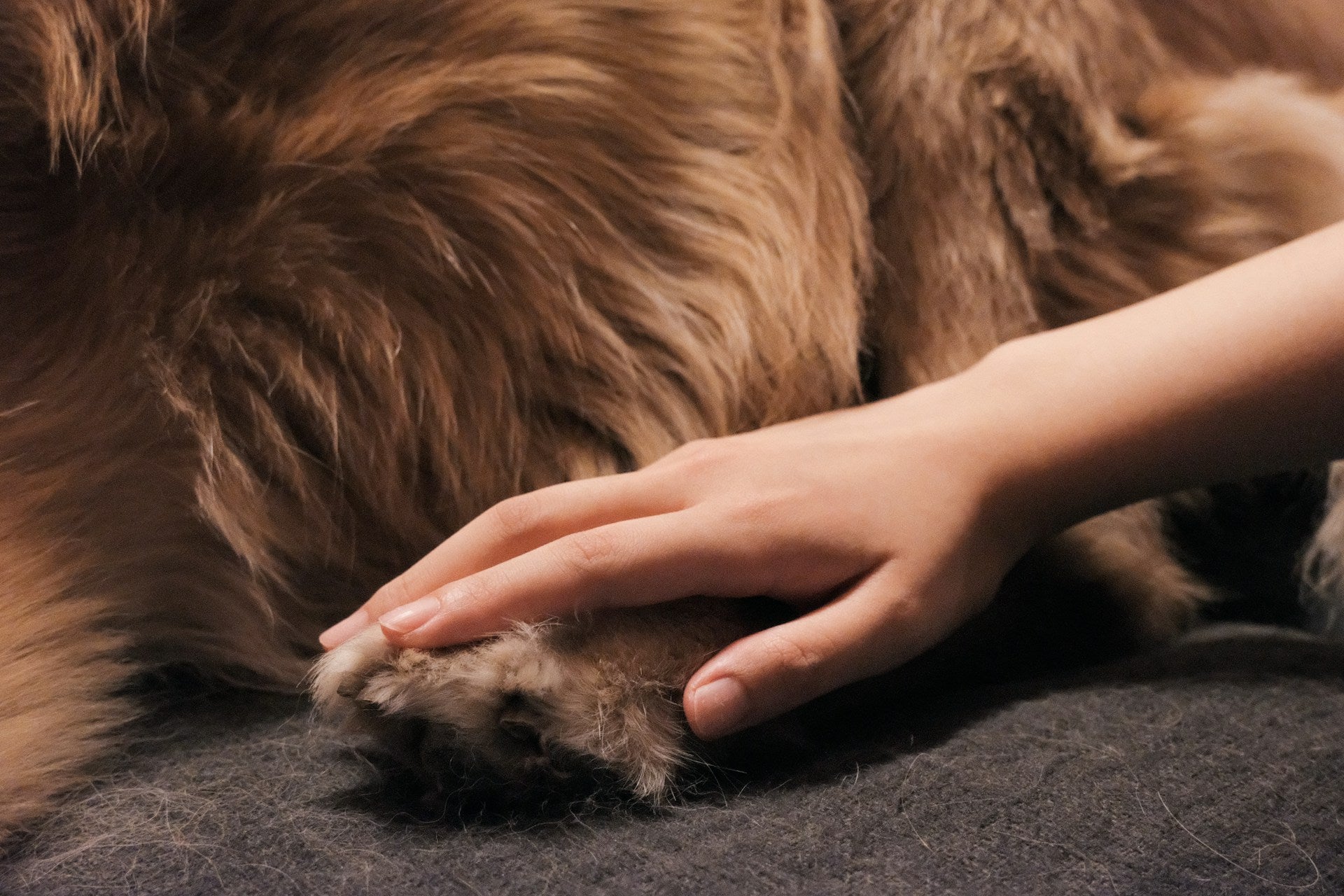 Sensitive-Skin Pets: Gentle Grooming Without Irritation – Furgo